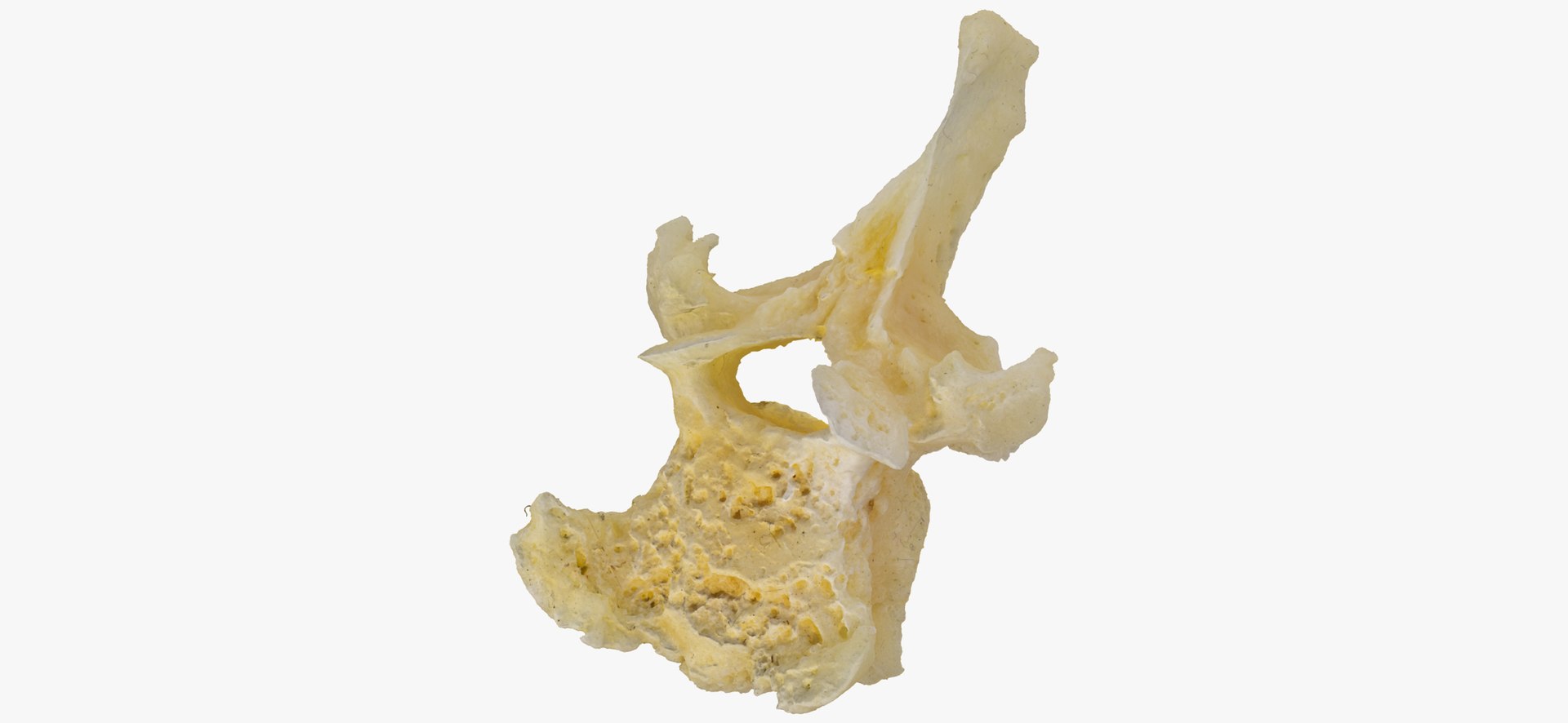 Pavian Monkey Male Thoracic Vertebrae TH9 RAW Scan 3D - TurboSquid 1957035