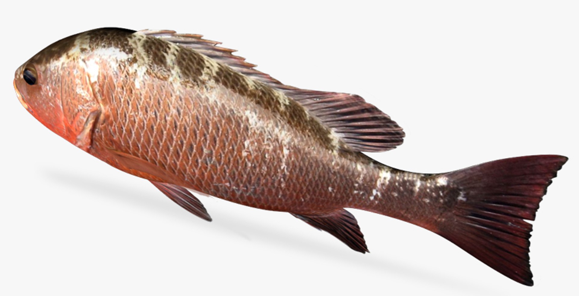 pacific dog snapper 3d model