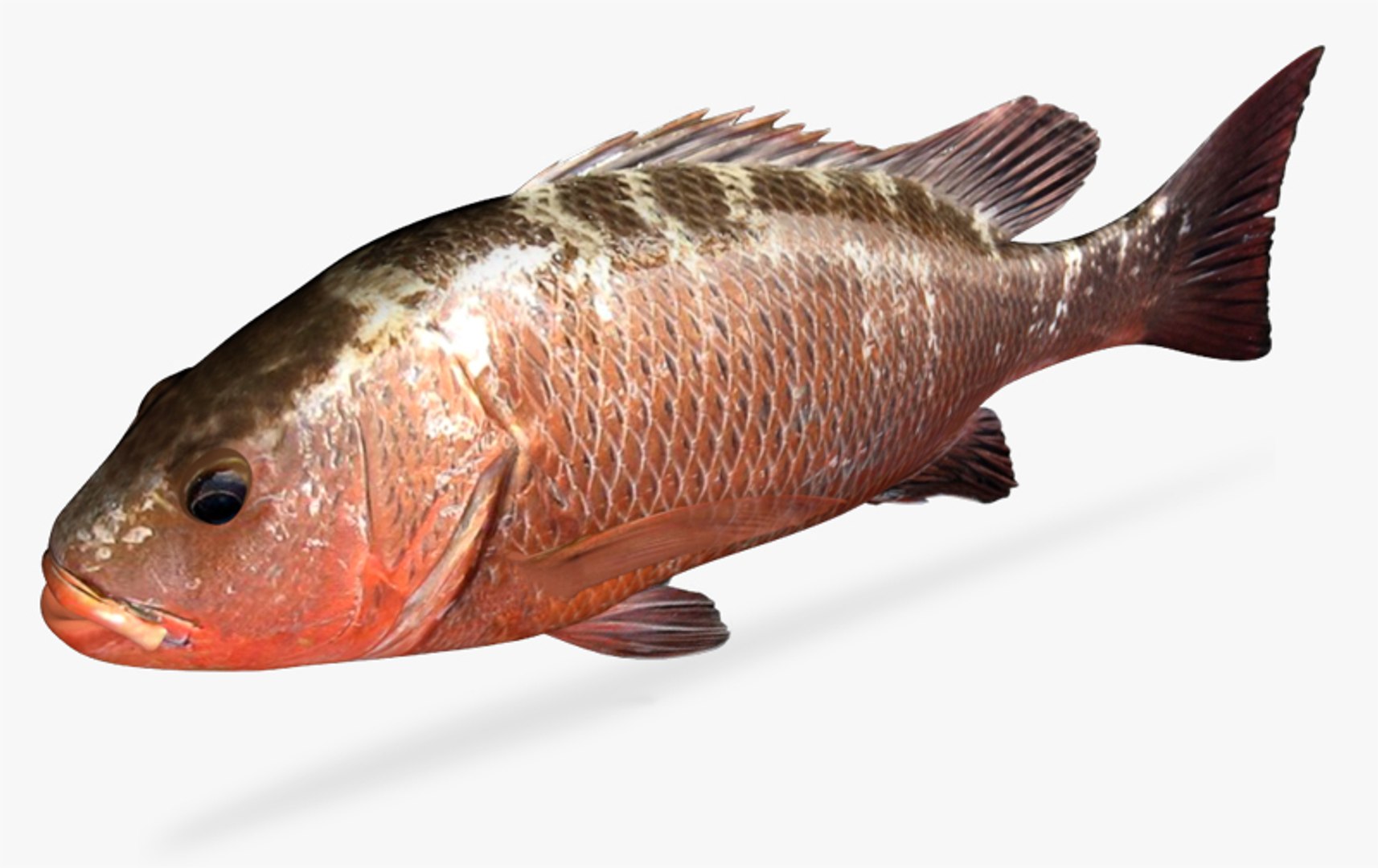 pacific dog snapper 3d model