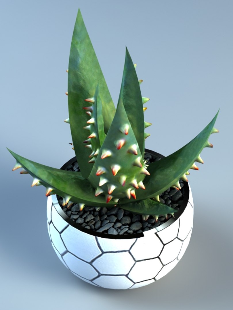 Aloe Ferox 3D Model - TurboSquid 1149713