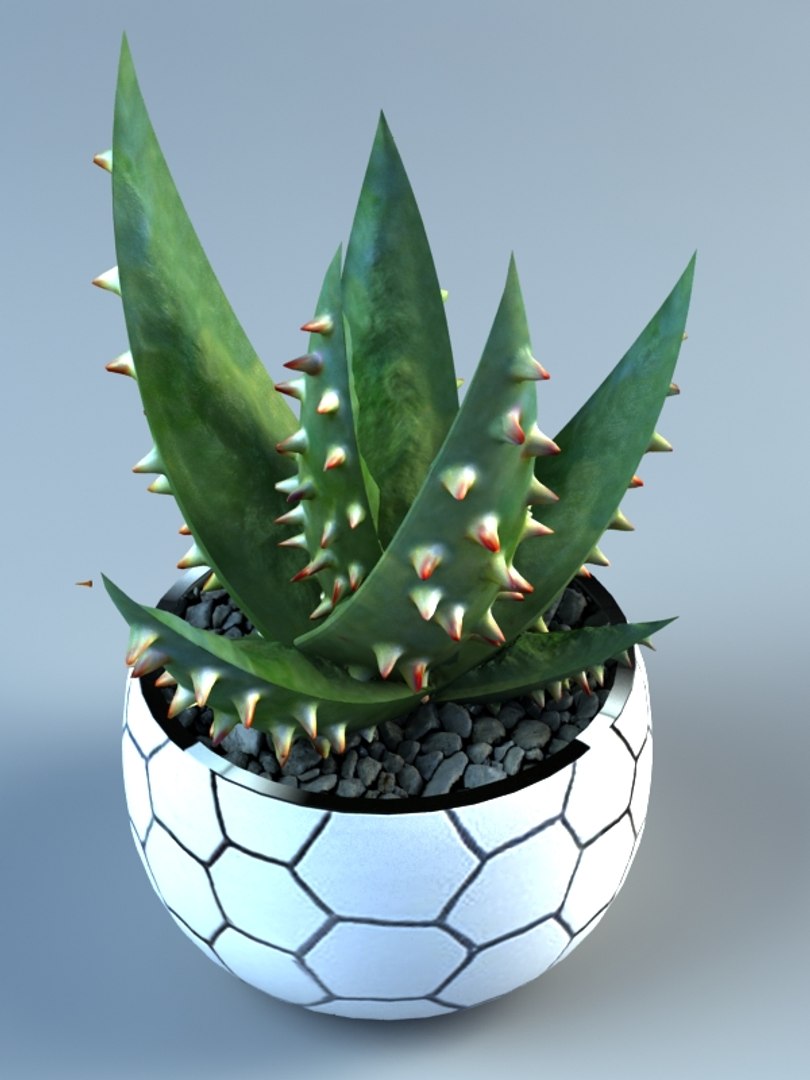 Aloe Ferox 3D Model - TurboSquid 1149713