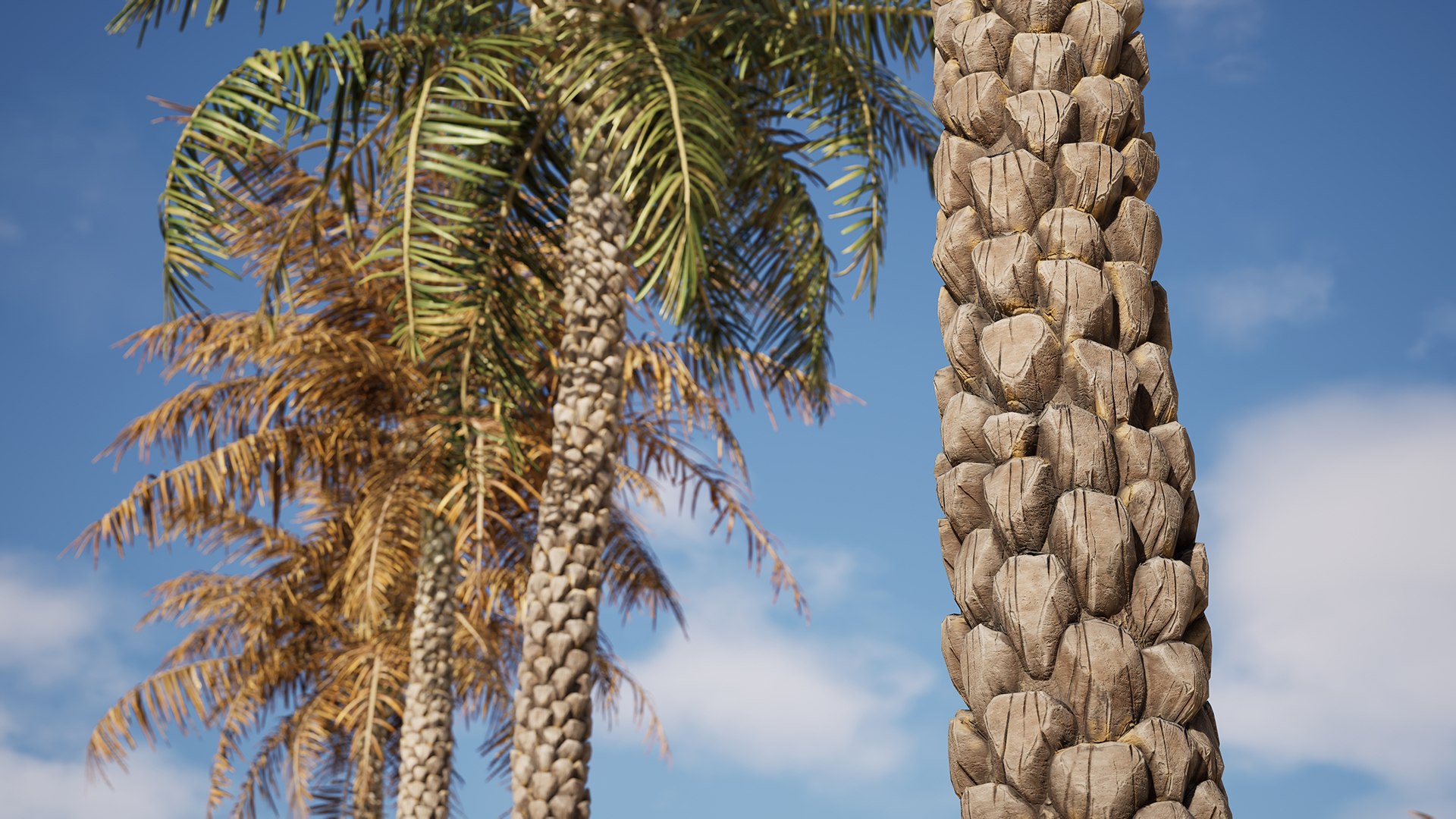 3D Model Palm Tree Collection - TurboSquid 2494767