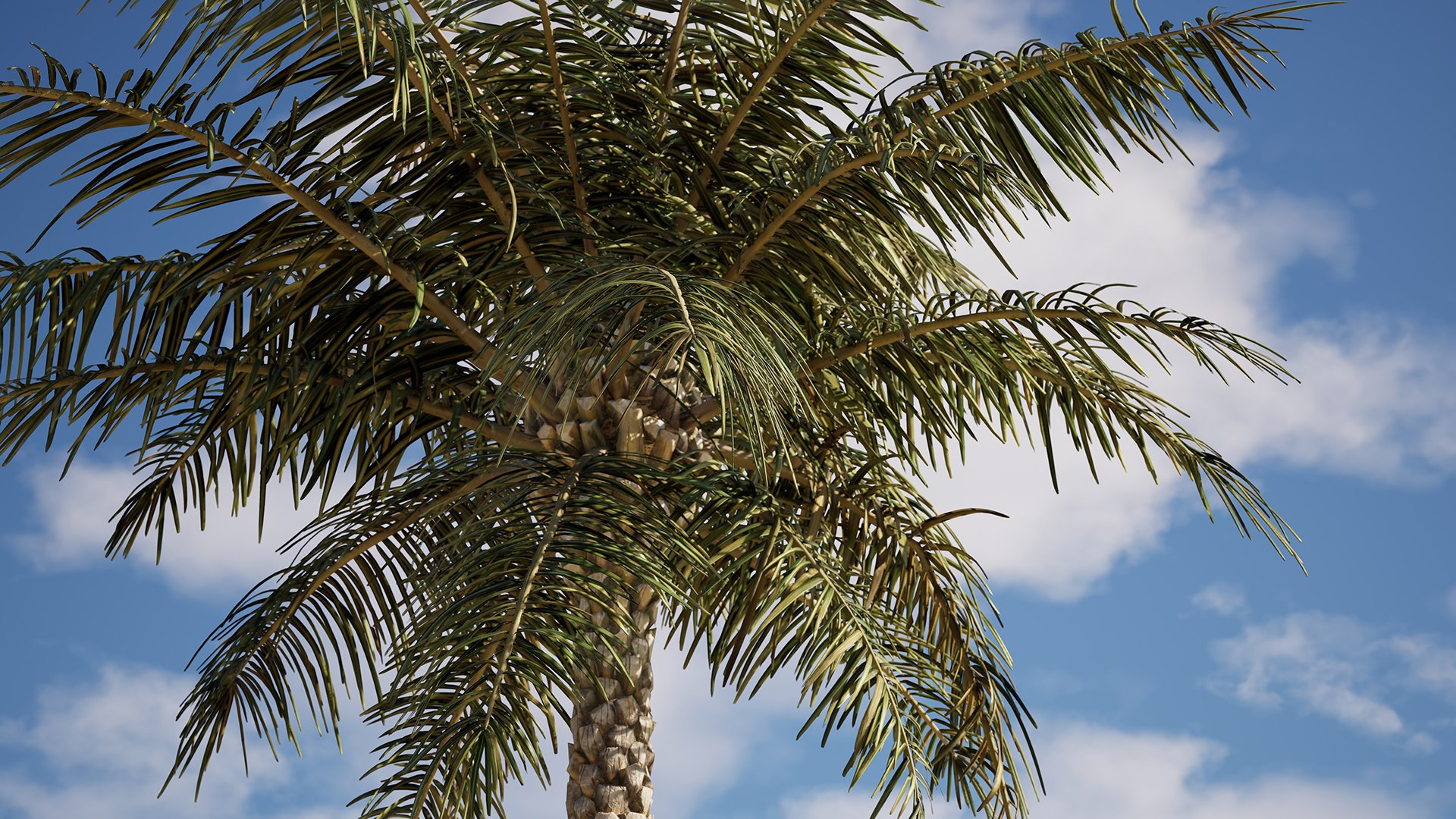 3D Model Palm Tree Collection - TurboSquid 2494767