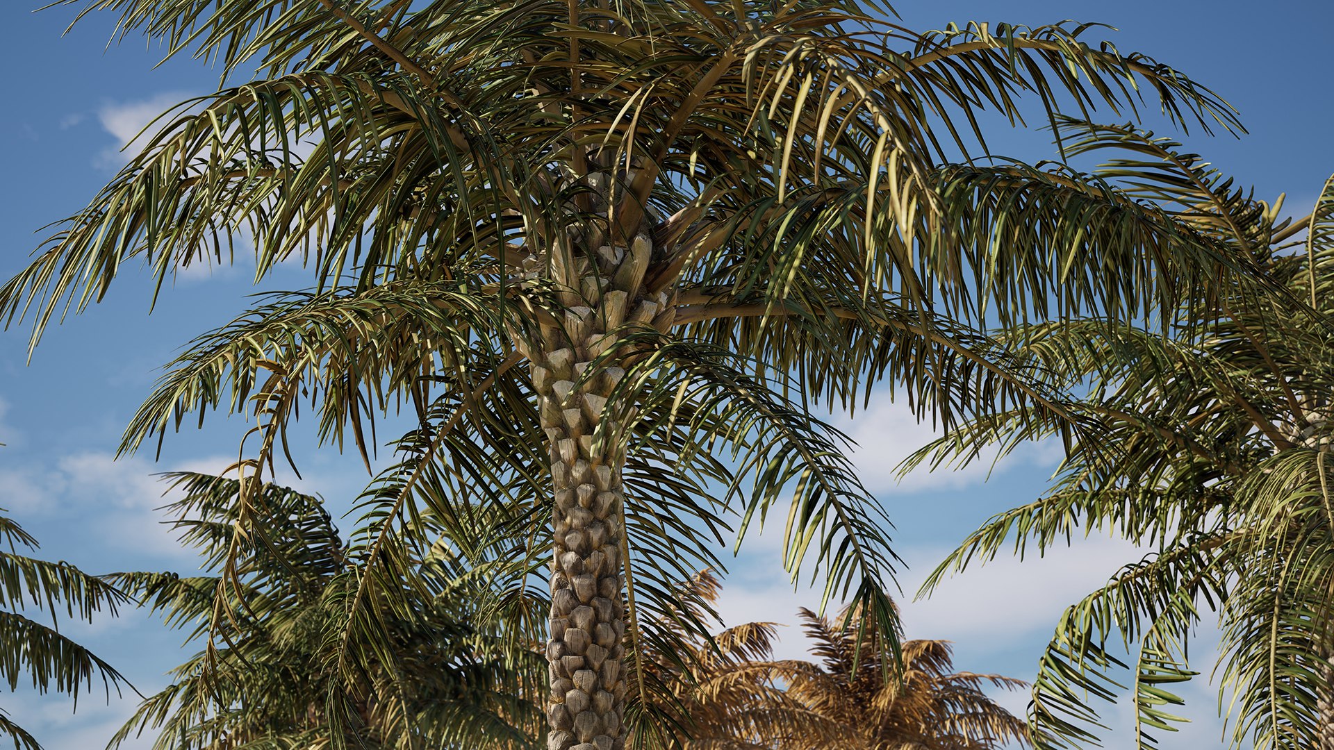 3D Model Palm Tree Collection - TurboSquid 2494767