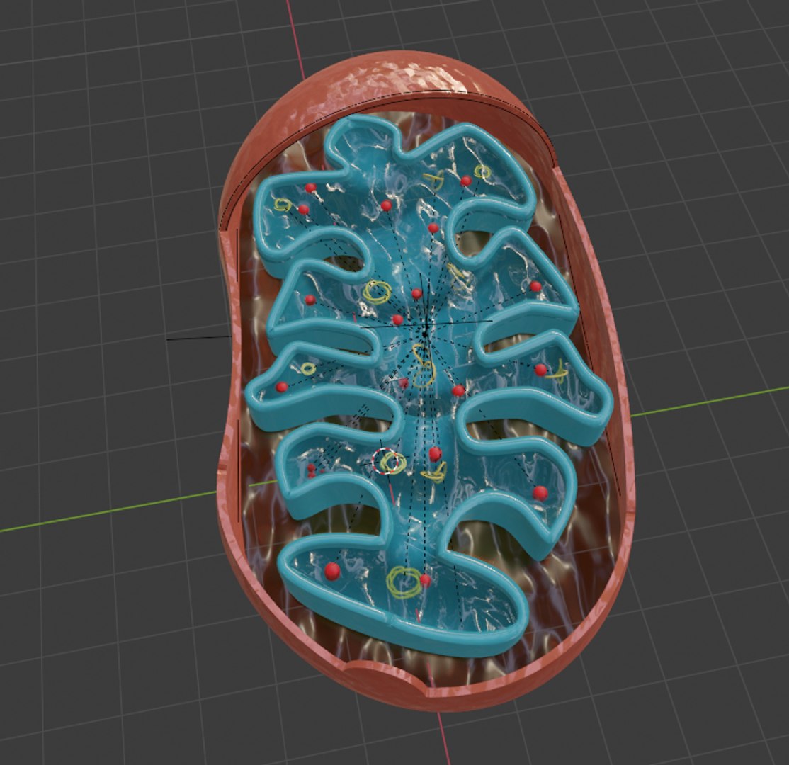 Mitochondria 3D Model - TurboSquid 1806584