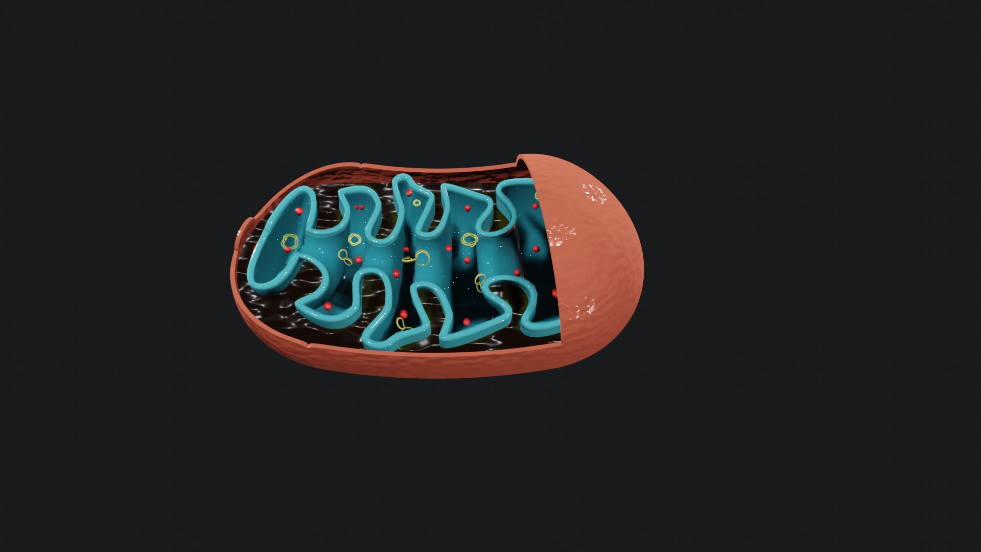 Mitochondria Model