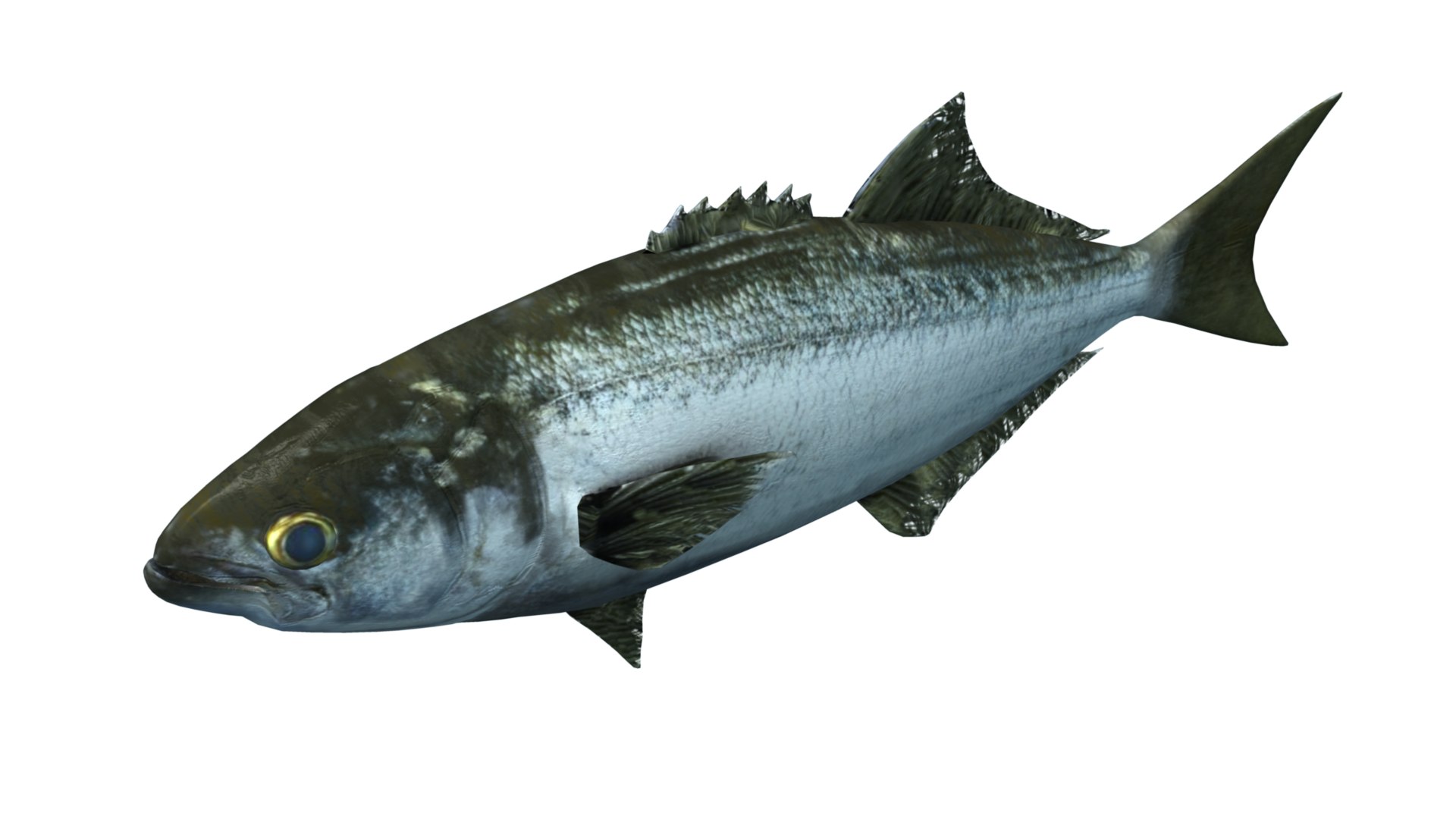 Bluefish Tailor Fish 3D - TurboSquid 2191261