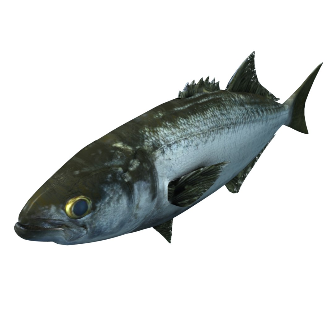 Bluefish Tailor Fish 3D - TurboSquid 2191261