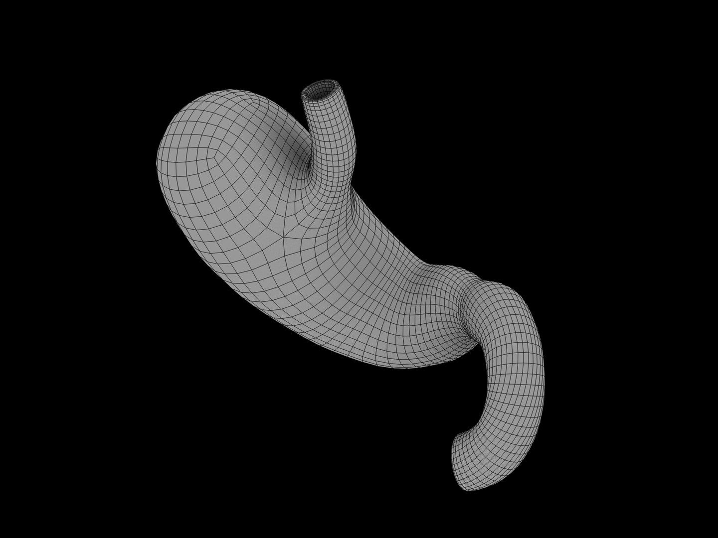 Human Stomach Anatomy 3D Model - TurboSquid 1728170