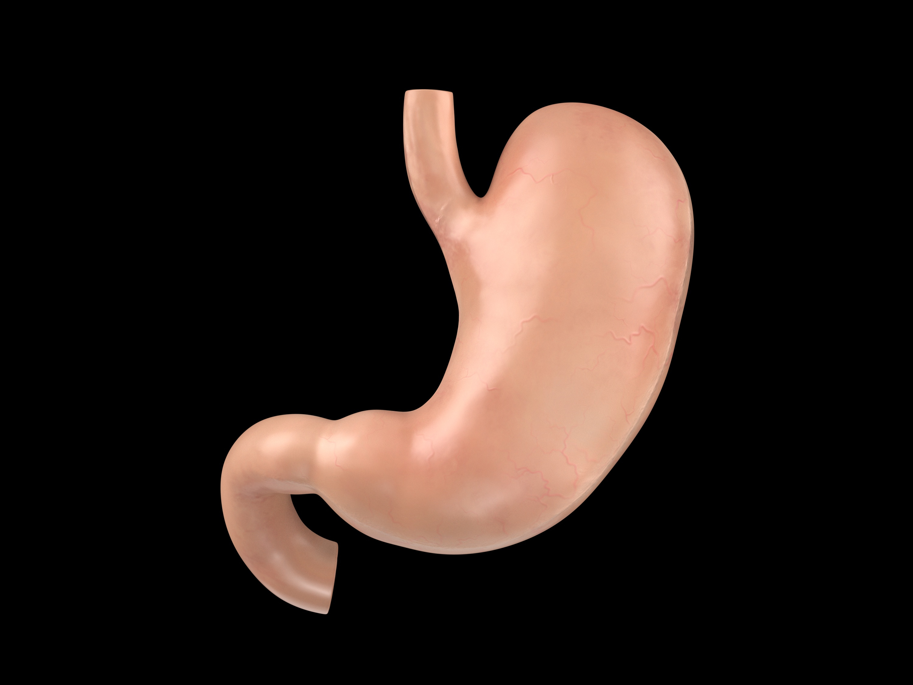 Human Stomach Anatomy 3D model - TurboSquid 1728170