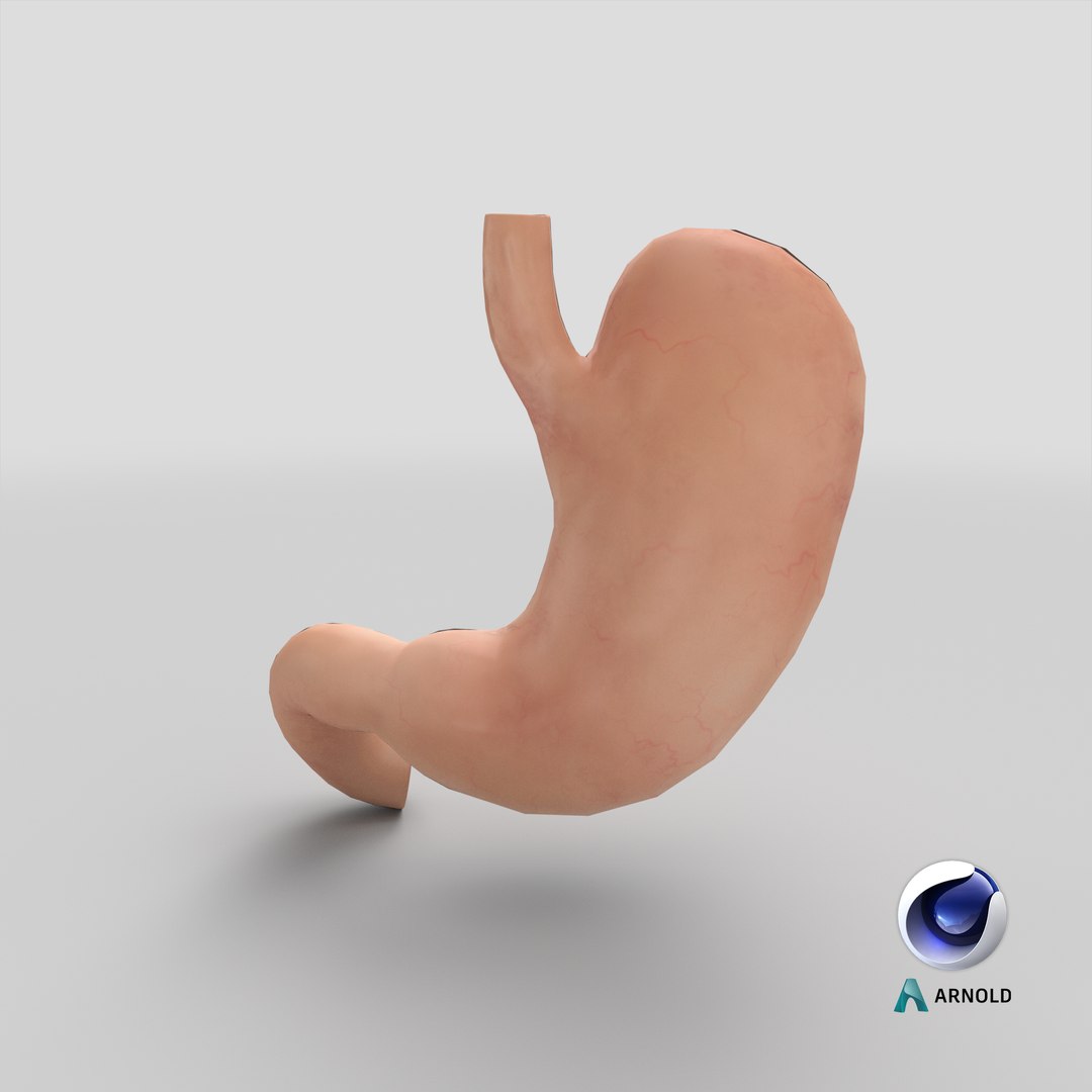 Human Stomach Anatomy 3D Model - TurboSquid 1728170