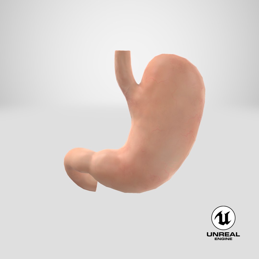 Human Stomach Anatomy 3D Model - TurboSquid 1728170