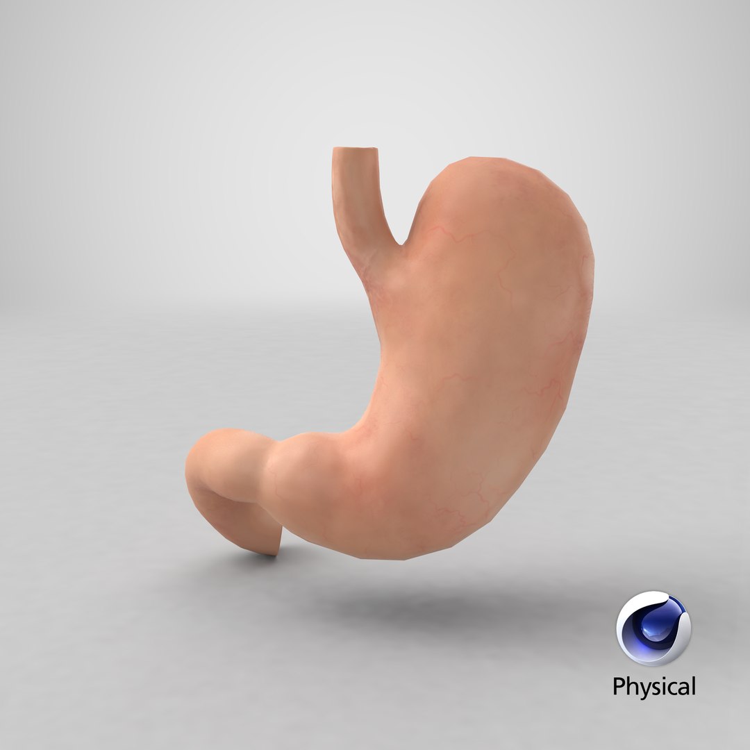 Human Stomach Anatomy 3D Model - TurboSquid 1728170