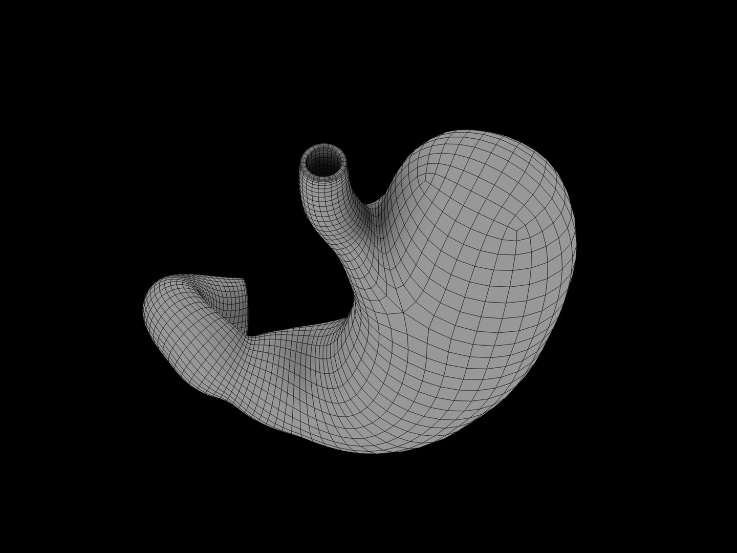 Human Stomach Anatomy 3D Model - TurboSquid 1728170