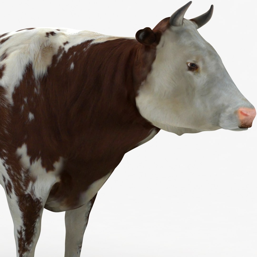 3d Model Dugm02 Cow