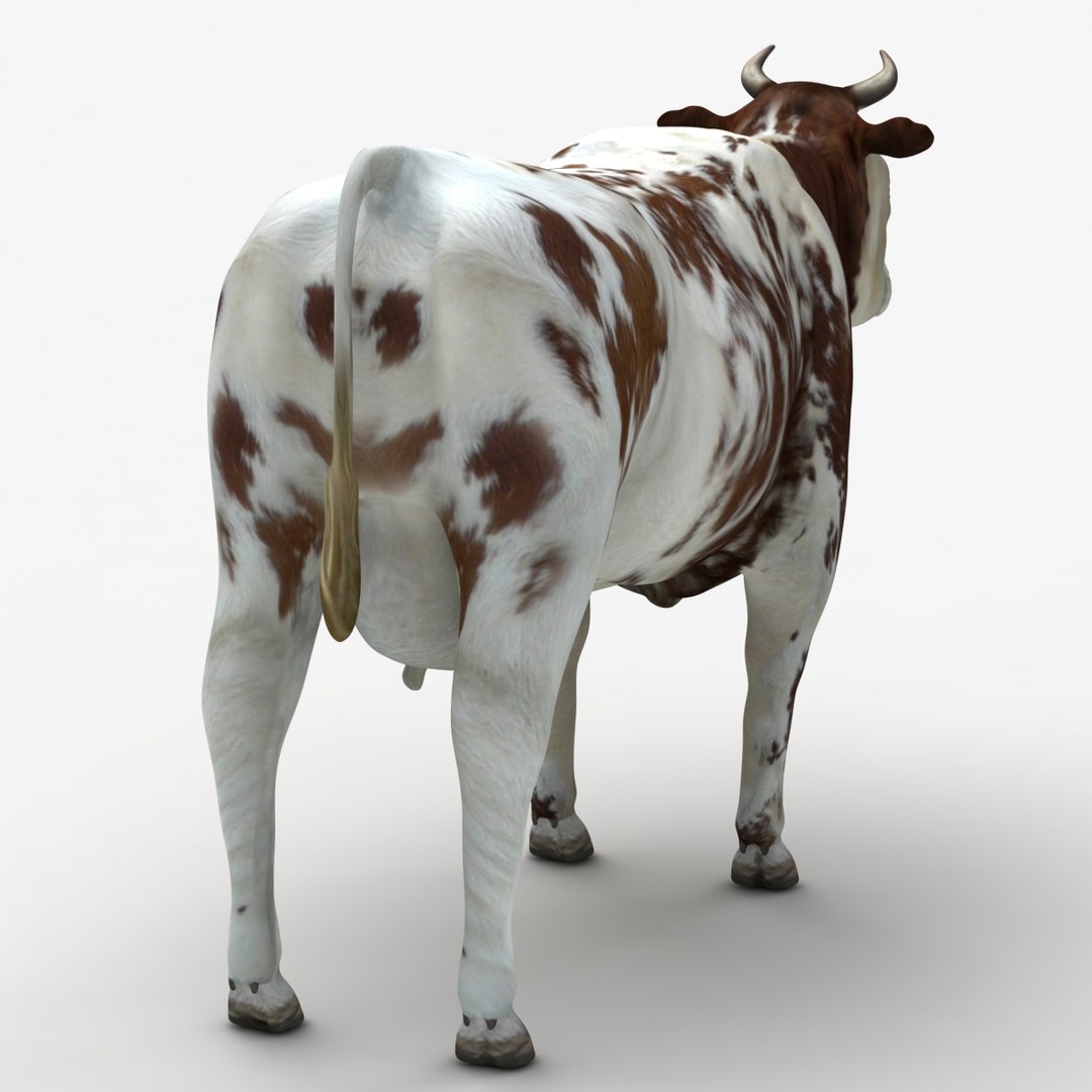 3d Model Dugm02 Cow