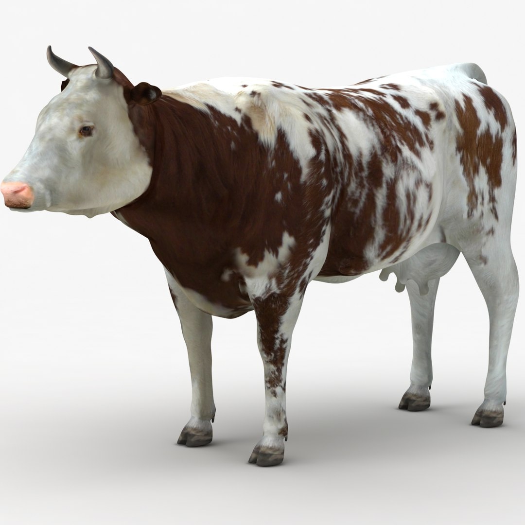 3d Model Dugm02 Cow