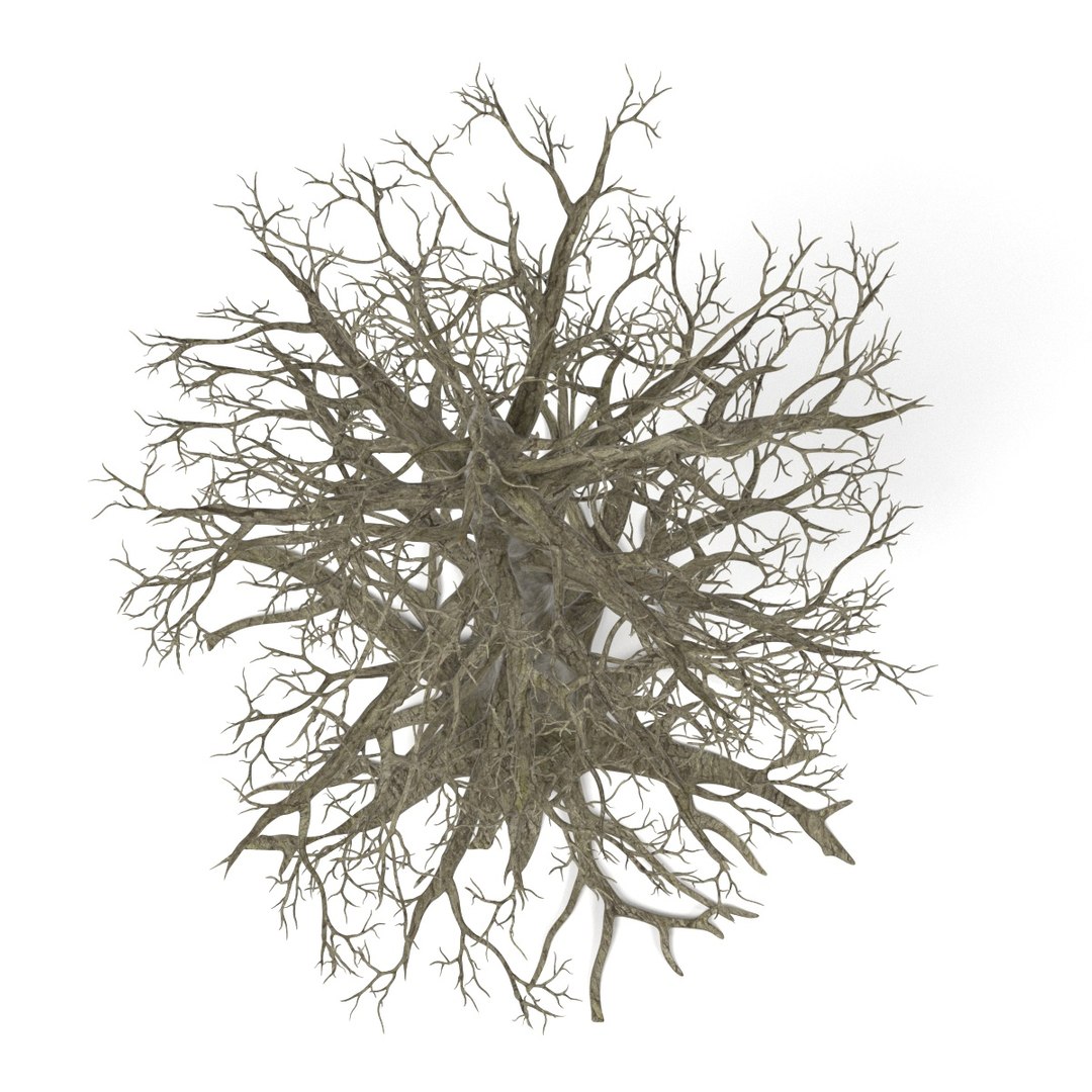 Big Dead Oak Tree 3d Model