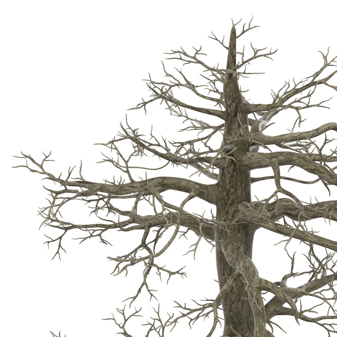 Big Dead Oak Tree 3d Model