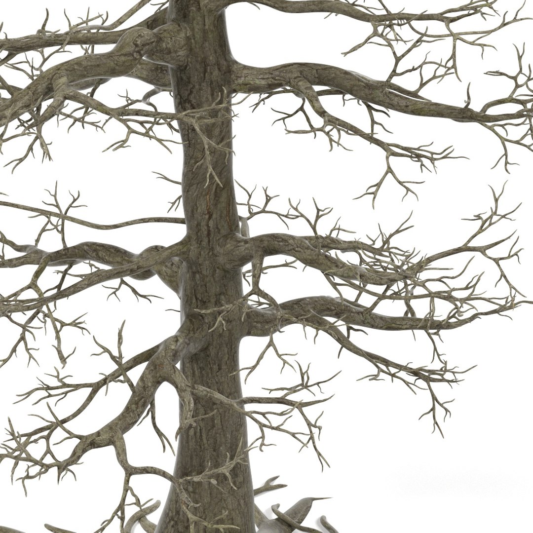 Big Dead Oak Tree 3d Model
