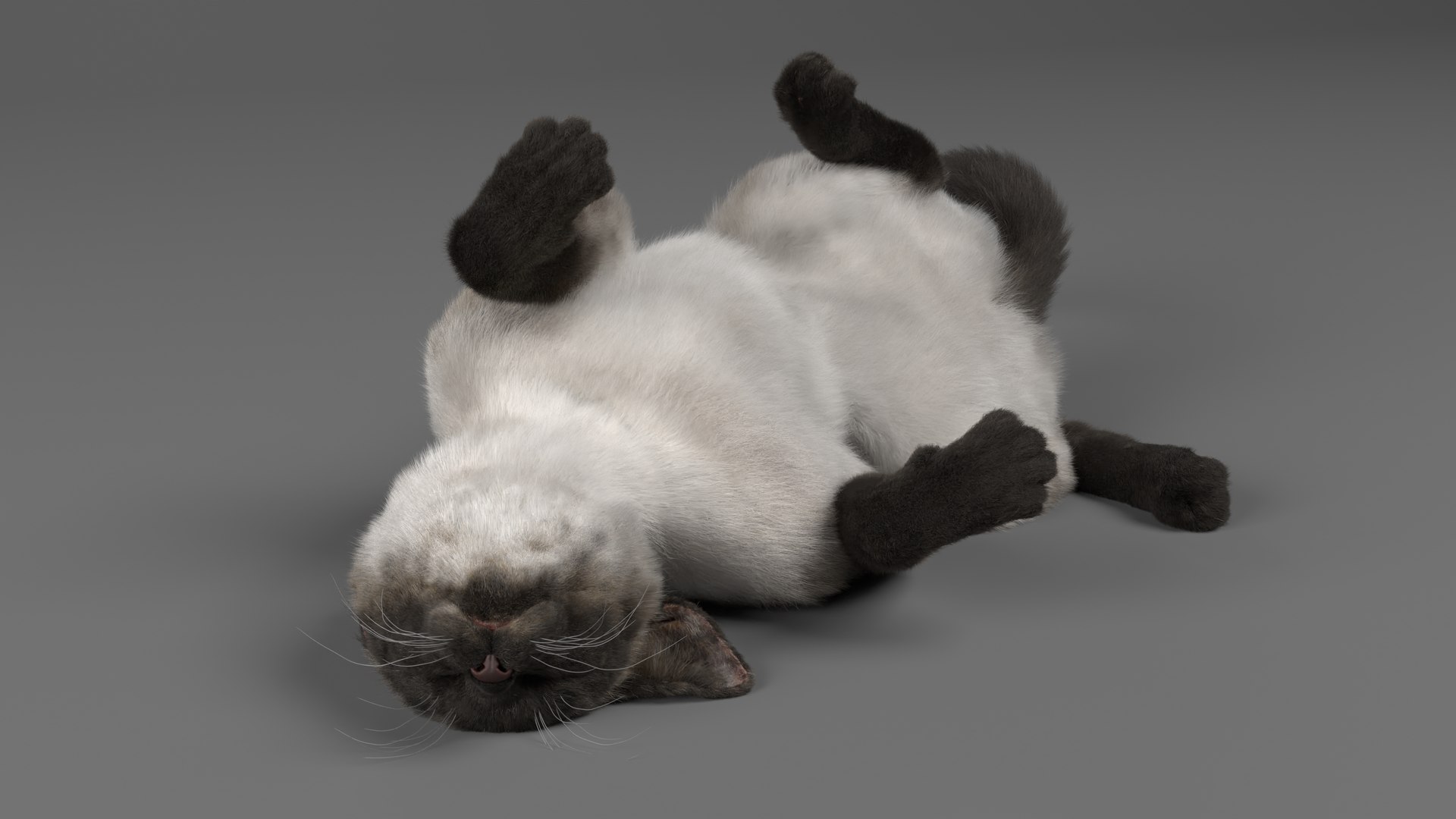 Cat Siamese ANIMATED 3D model - TurboSquid 2044655