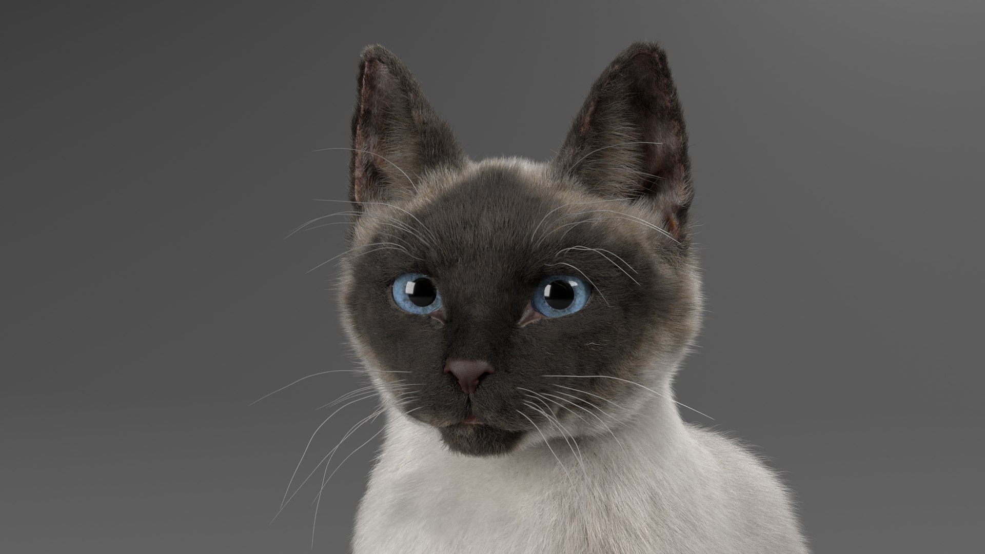 Cat Siamese ANIMATED 3D model - TurboSquid 2044655