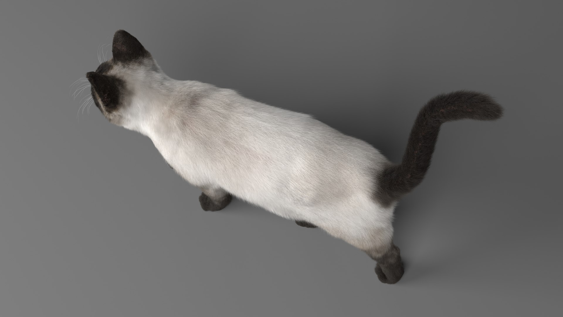 Cat Siamese ANIMATED 3D model - TurboSquid 2044655