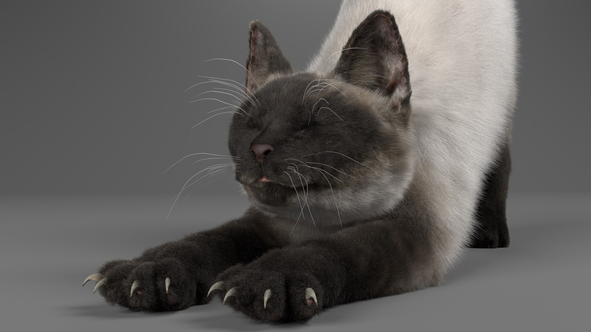 Cat Siamese ANIMATED 3D model - TurboSquid 2044655