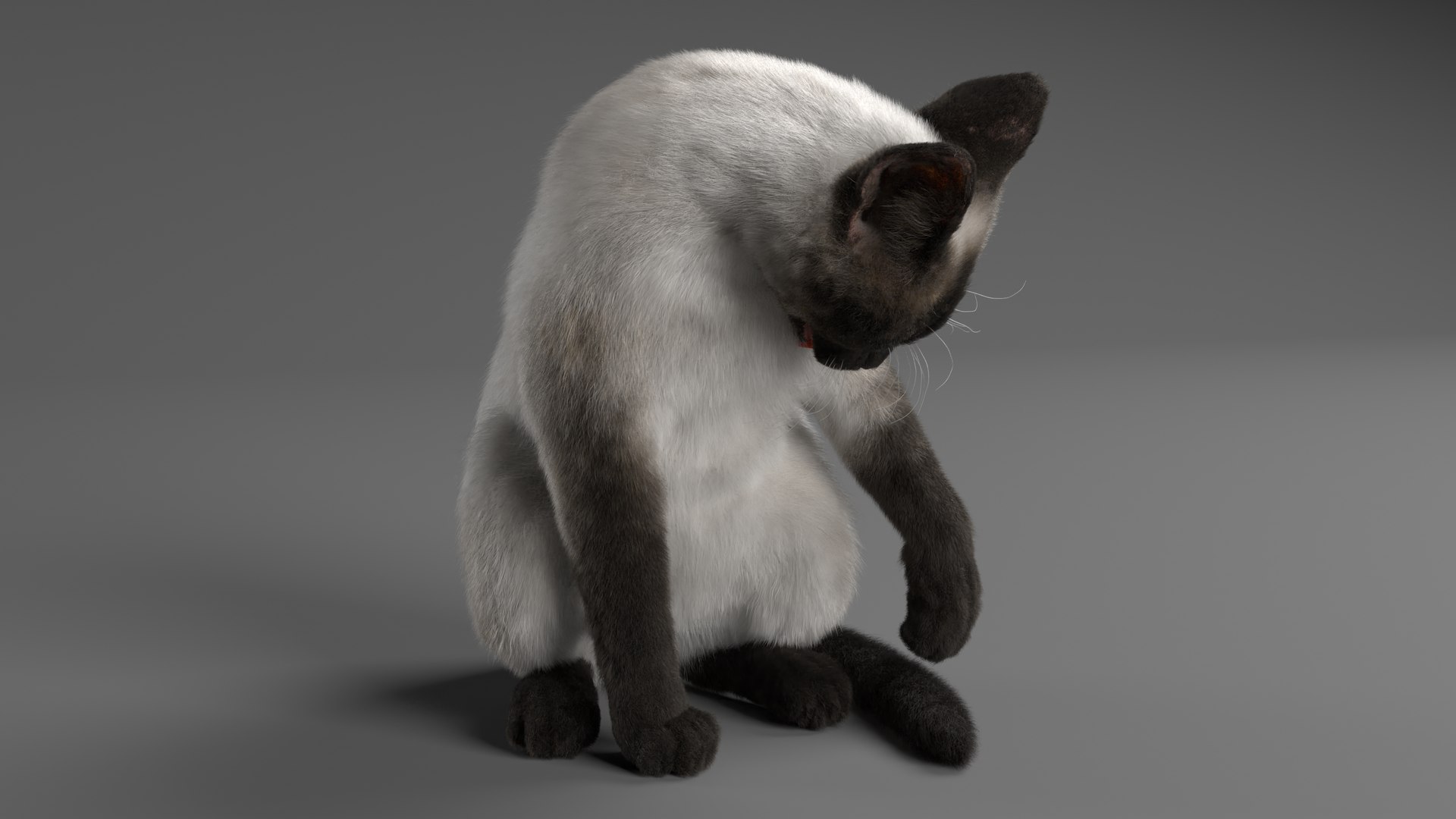 Cat Siamese ANIMATED 3D model - TurboSquid 2044655