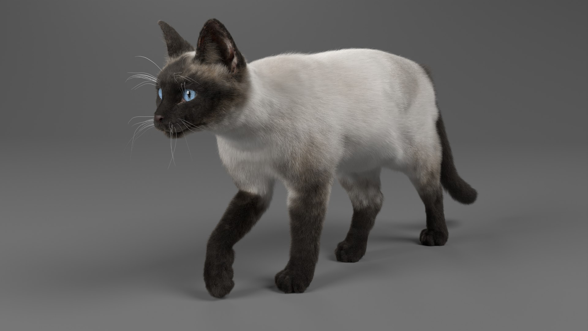 Cat Siamese ANIMATED 3D model - TurboSquid 2044655