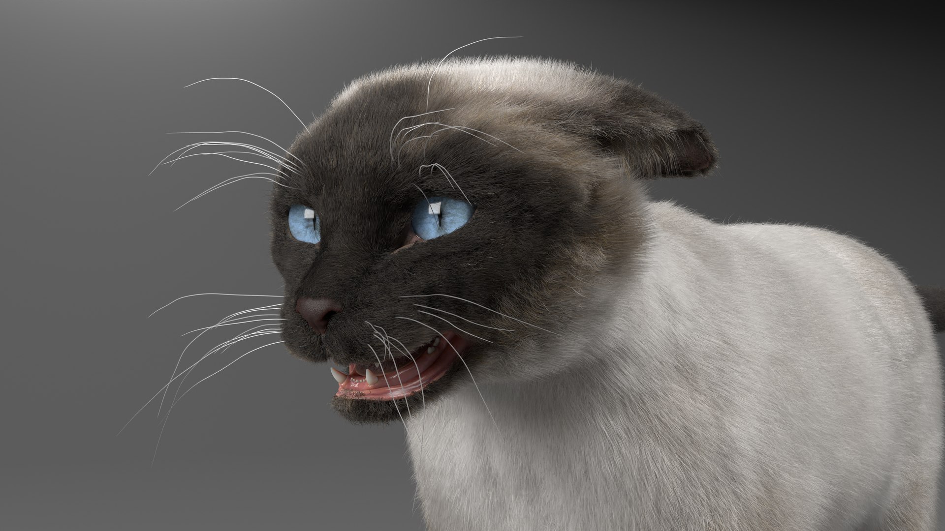 Cat Siamese ANIMATED 3D model - TurboSquid 2044655