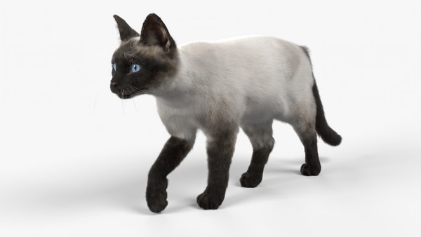Cat Siamese ANIMATED 3D model - TurboSquid 2044655
