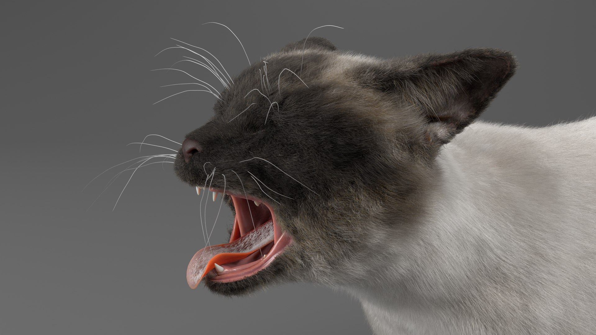 Cat Siamese ANIMATED 3D model - TurboSquid 2044655