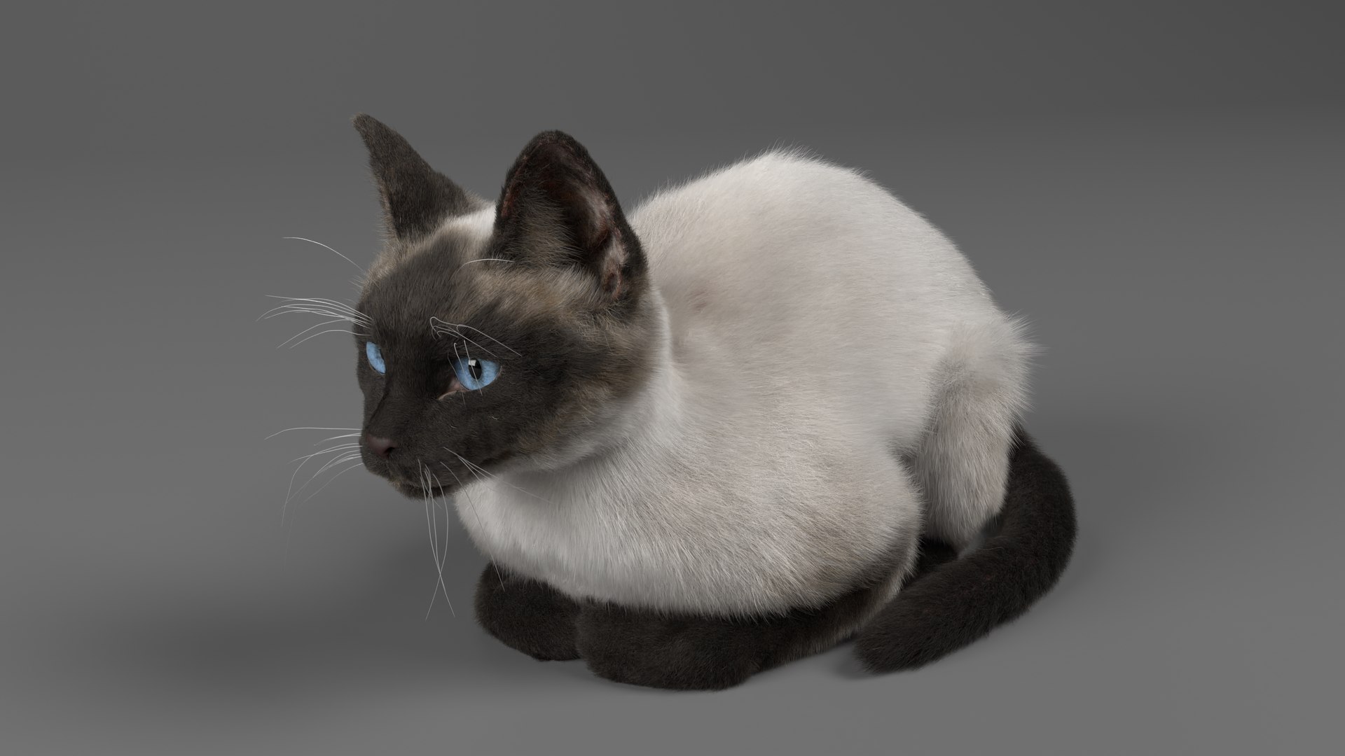 Cat Siamese ANIMATED 3D model - TurboSquid 2044655