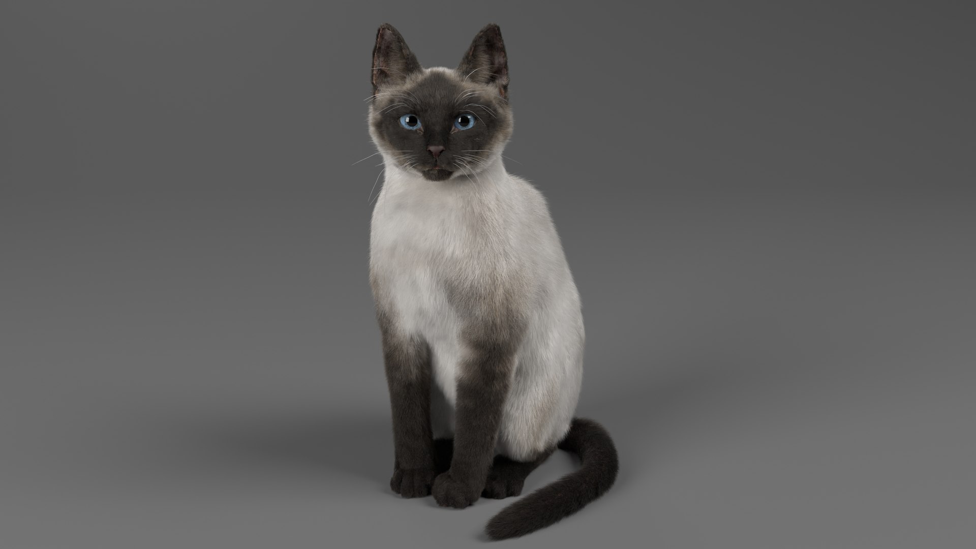 Cat Siamese ANIMATED 3D model - TurboSquid 2044655