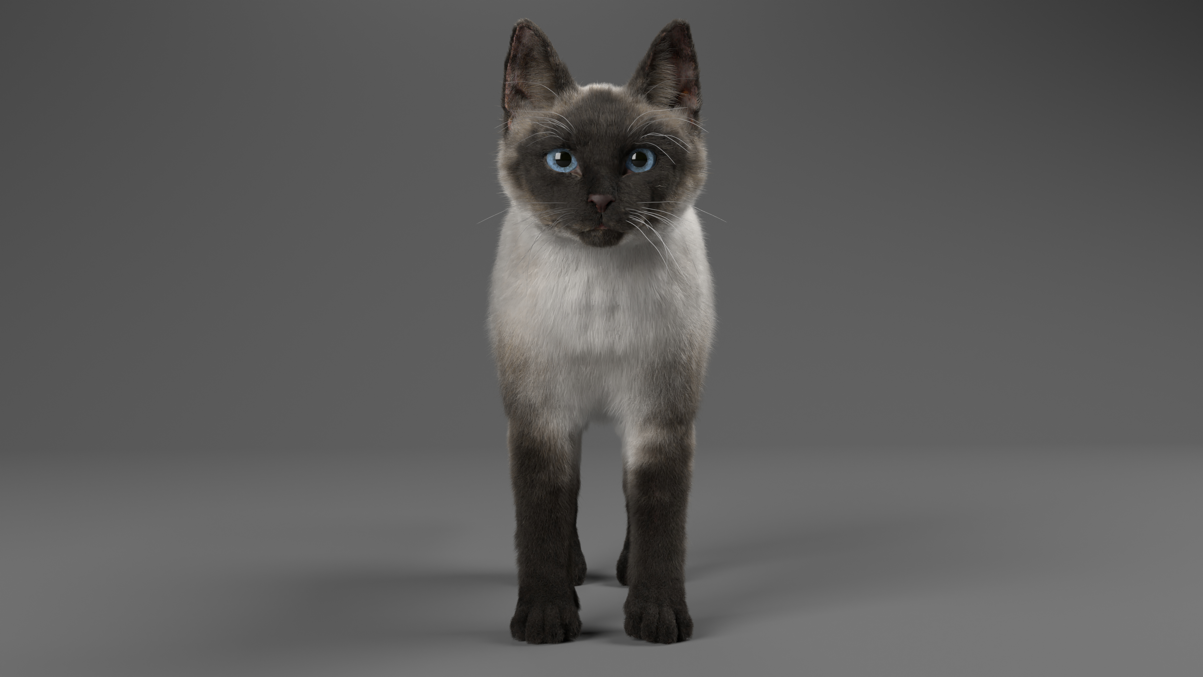 modelo 3d Gato Siamés ANIMADO - TurboSquid 2044655