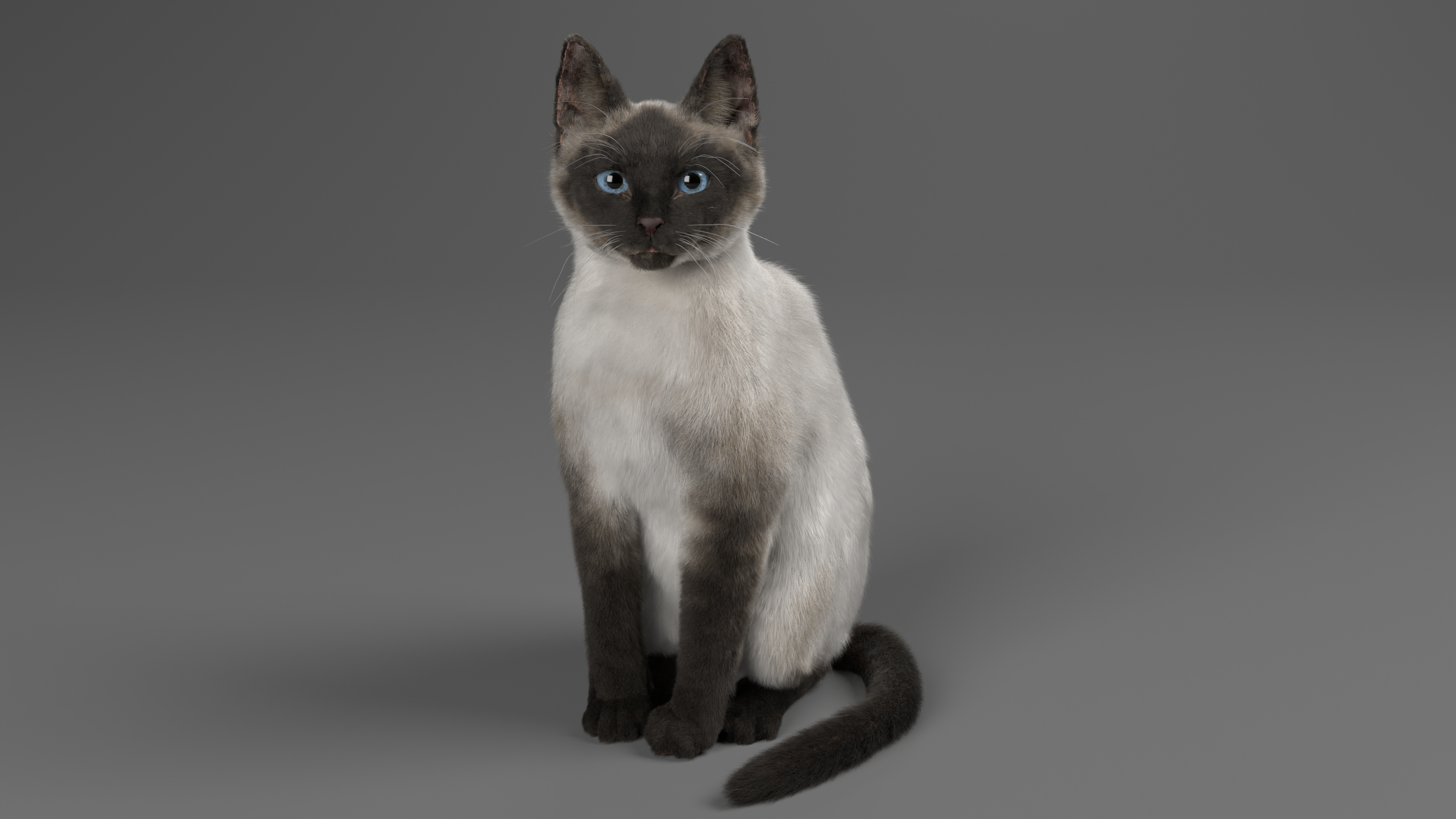 modelo 3d Gato Siamés ANIMADO - TurboSquid 2044655