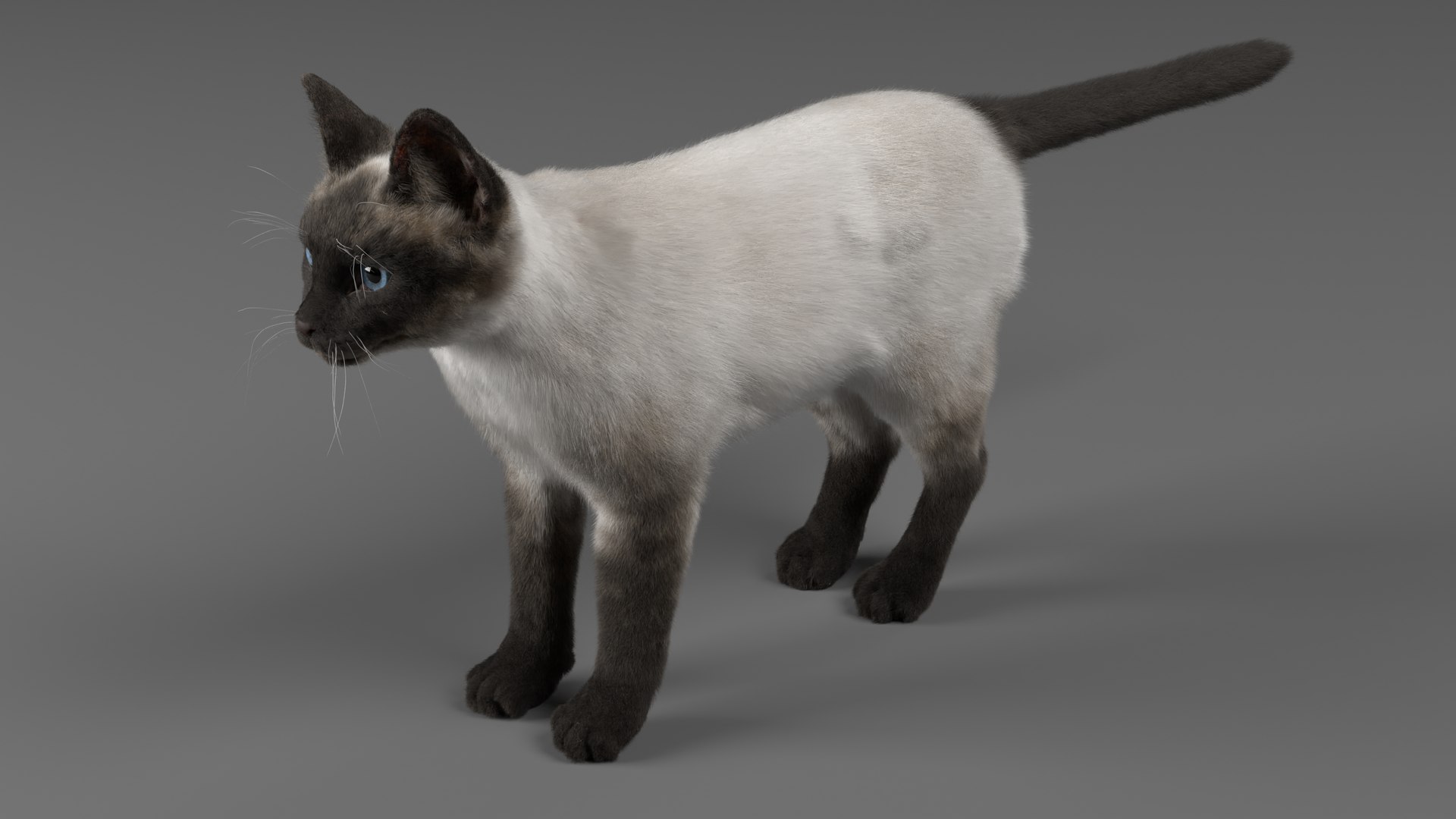 Cat Siamese ANIMATED 3D model - TurboSquid 2044655