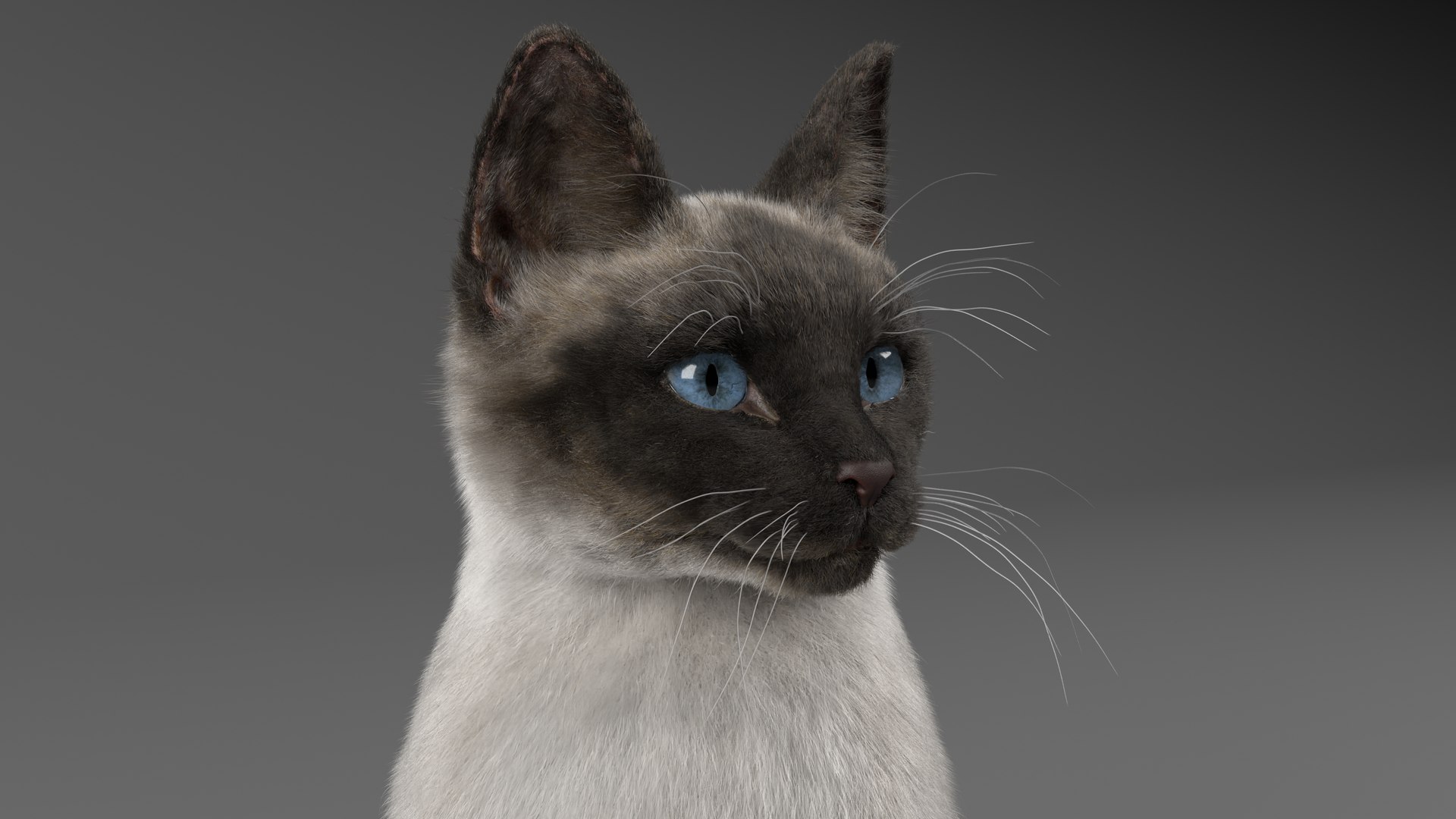 Cat Siamese ANIMATED 3D model - TurboSquid 2044655