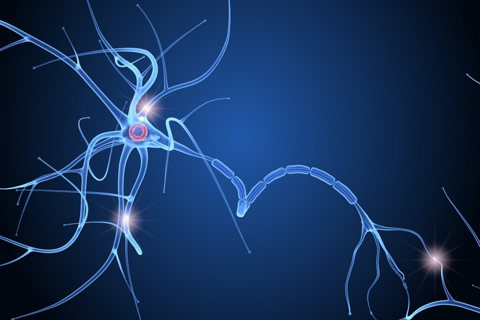 3D Nerve Cell Anatomy Brain - TurboSquid 1264015