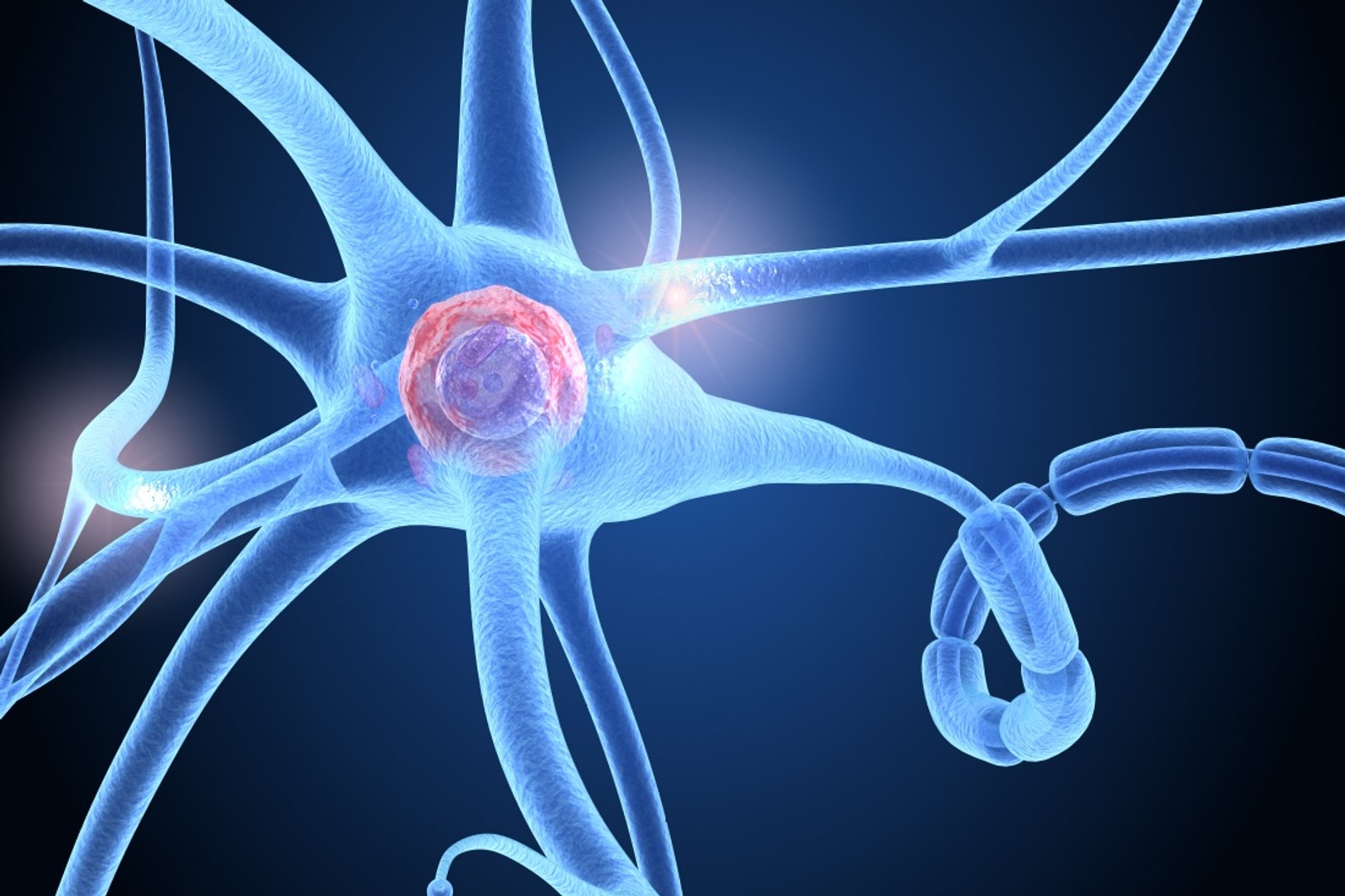 3D Nerve Cell Anatomy Brain - TurboSquid 1264015