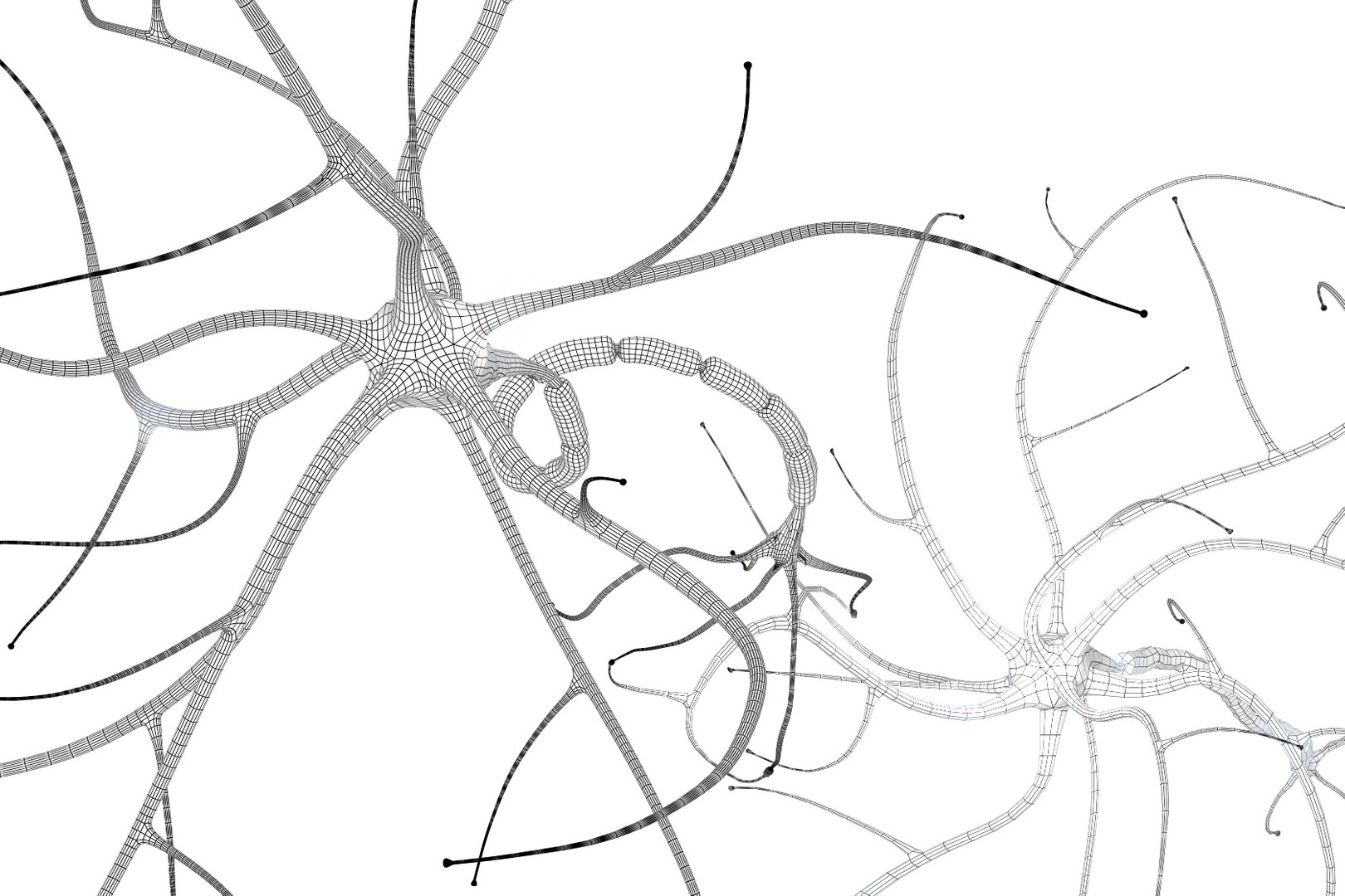 3D Nerve Cell Anatomy Brain - TurboSquid 1264015
