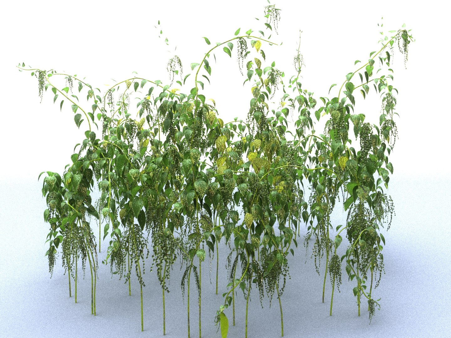 3D Model Nettle Mega Pack Ecosystems - TurboSquid 1312090