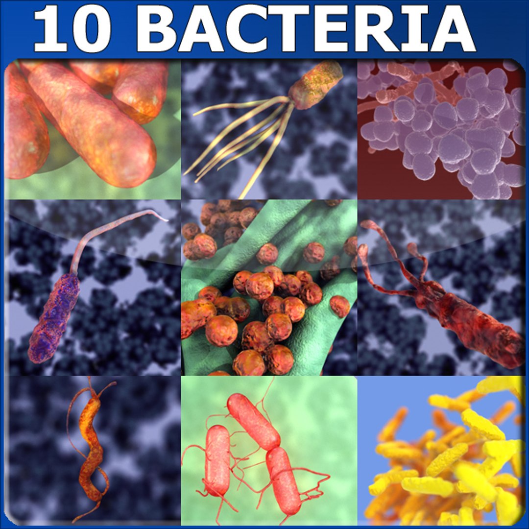 Maya 10 Bacteria