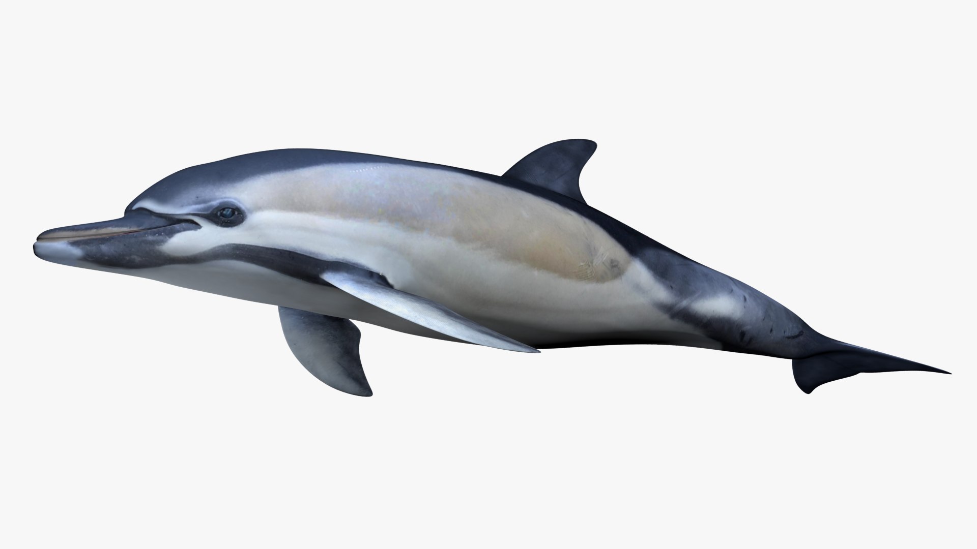 Comon Dolphin 3D Model - TurboSquid 1800715