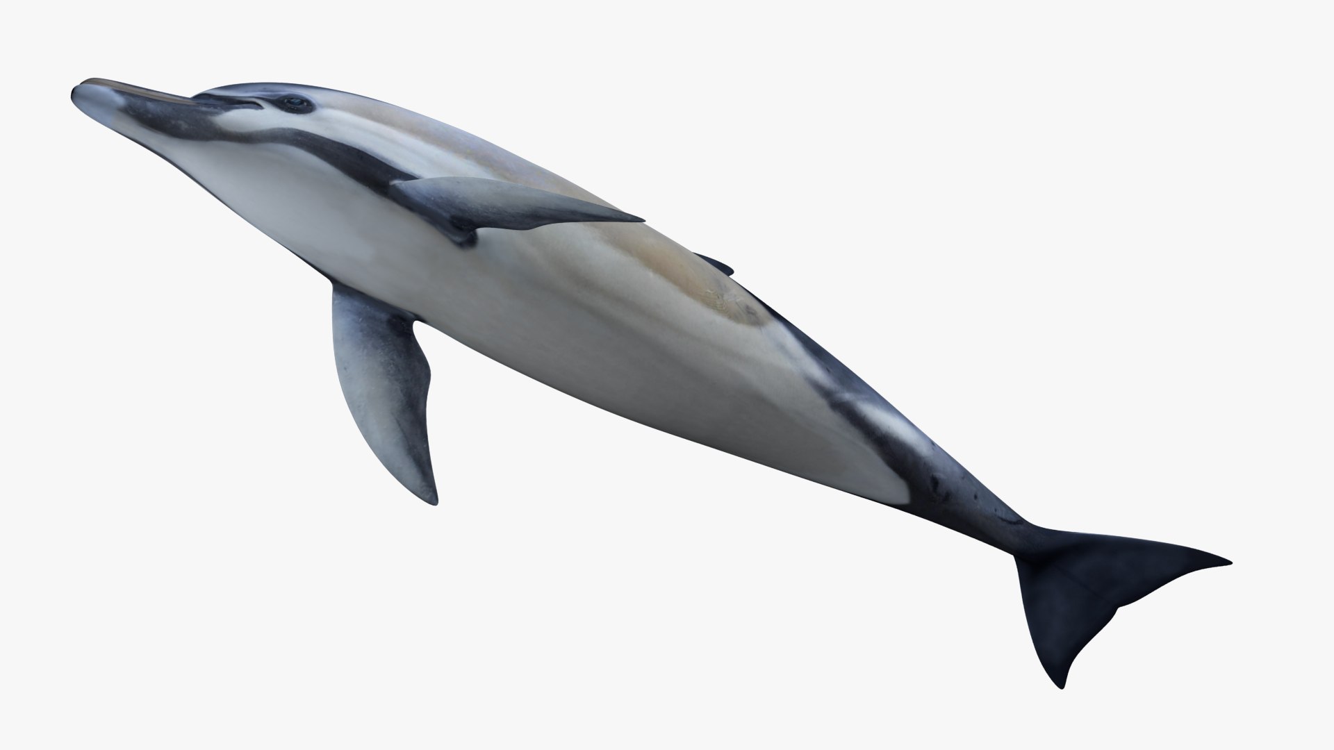 Comon Dolphin 3D Model - TurboSquid 1800715