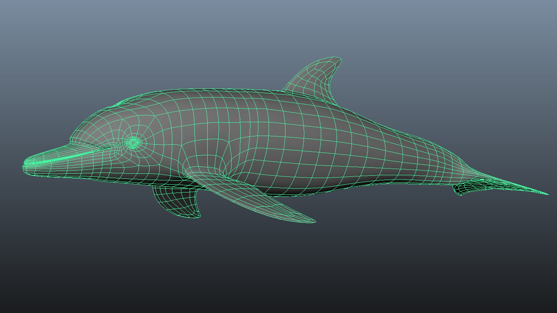 Comon Dolphin 3D Model - TurboSquid 1800715