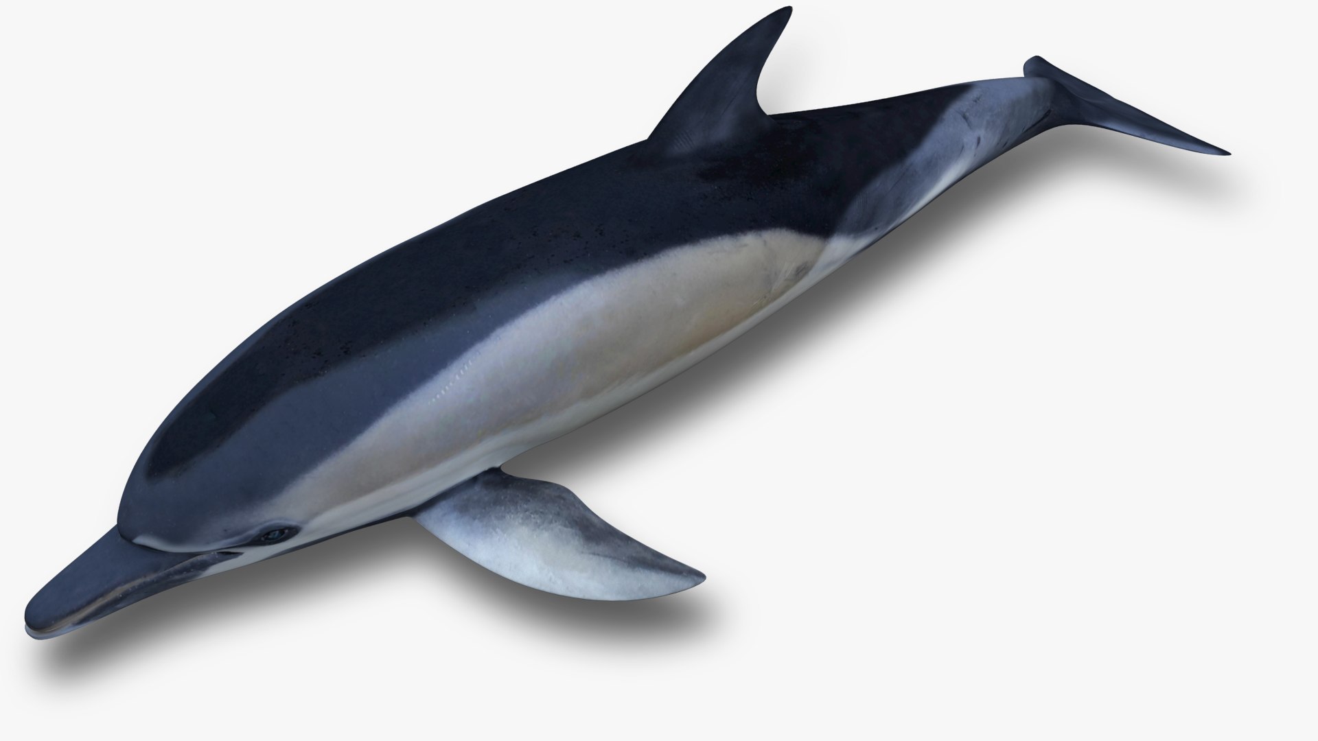 Comon Dolphin 3D Model - TurboSquid 1800715