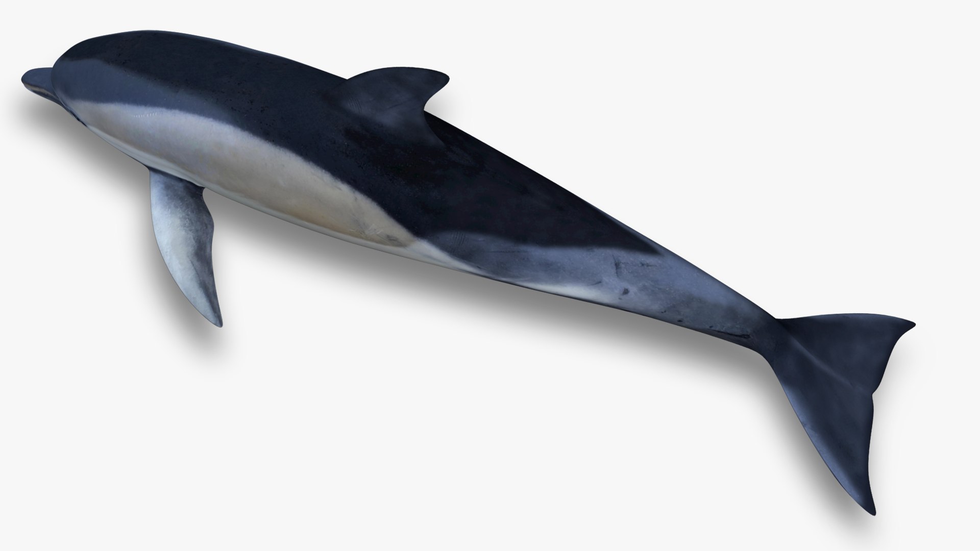 Comon Dolphin 3D Model - TurboSquid 1800715