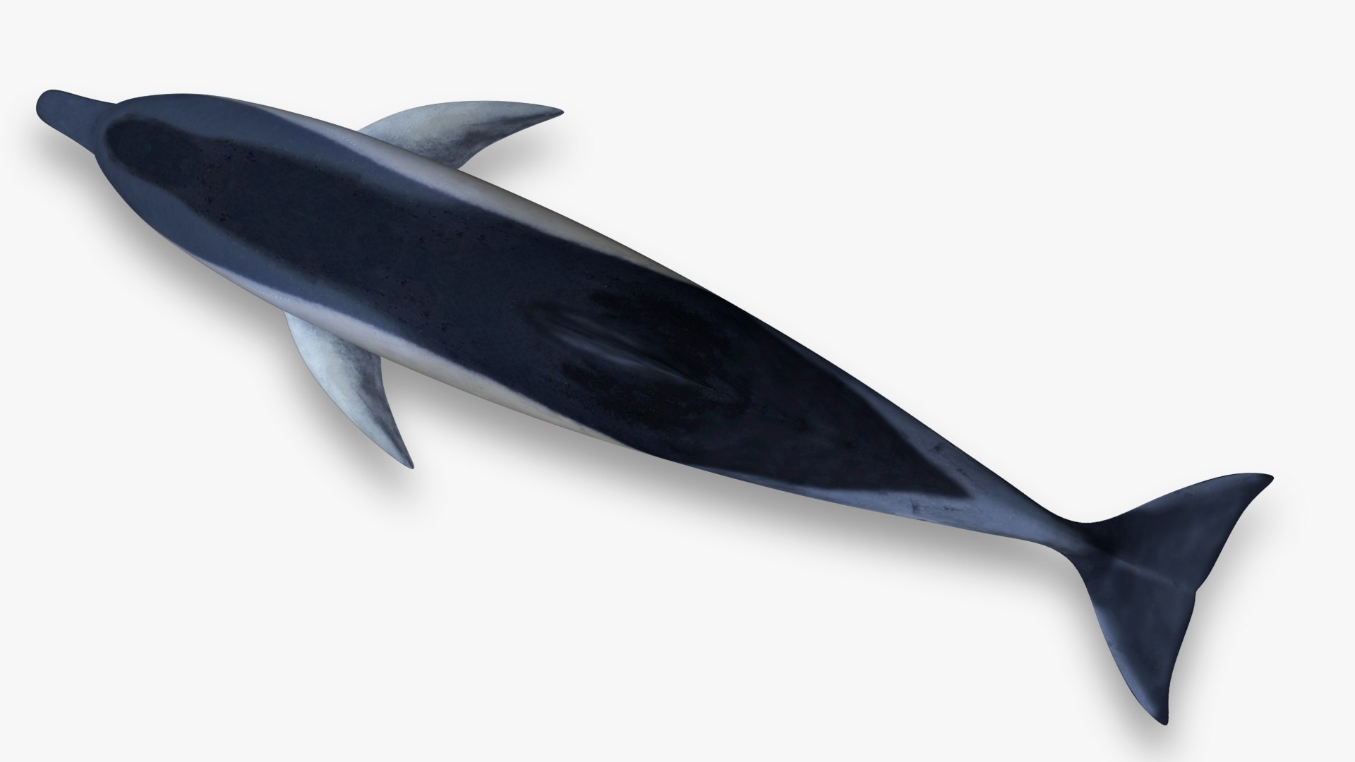 Comon Dolphin 3D Model - TurboSquid 1800715